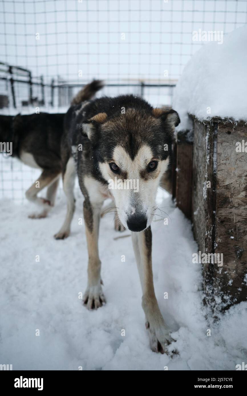 Beautiful young gray dog is standing in the aviary of an animal shelter ...