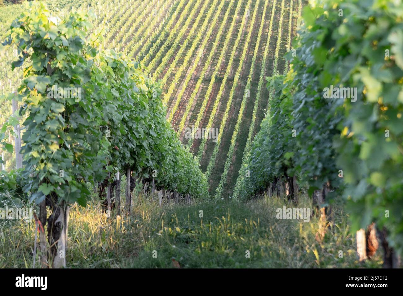 Green vine bushes in rows on a hillside in the sunshine. Vineyard ...