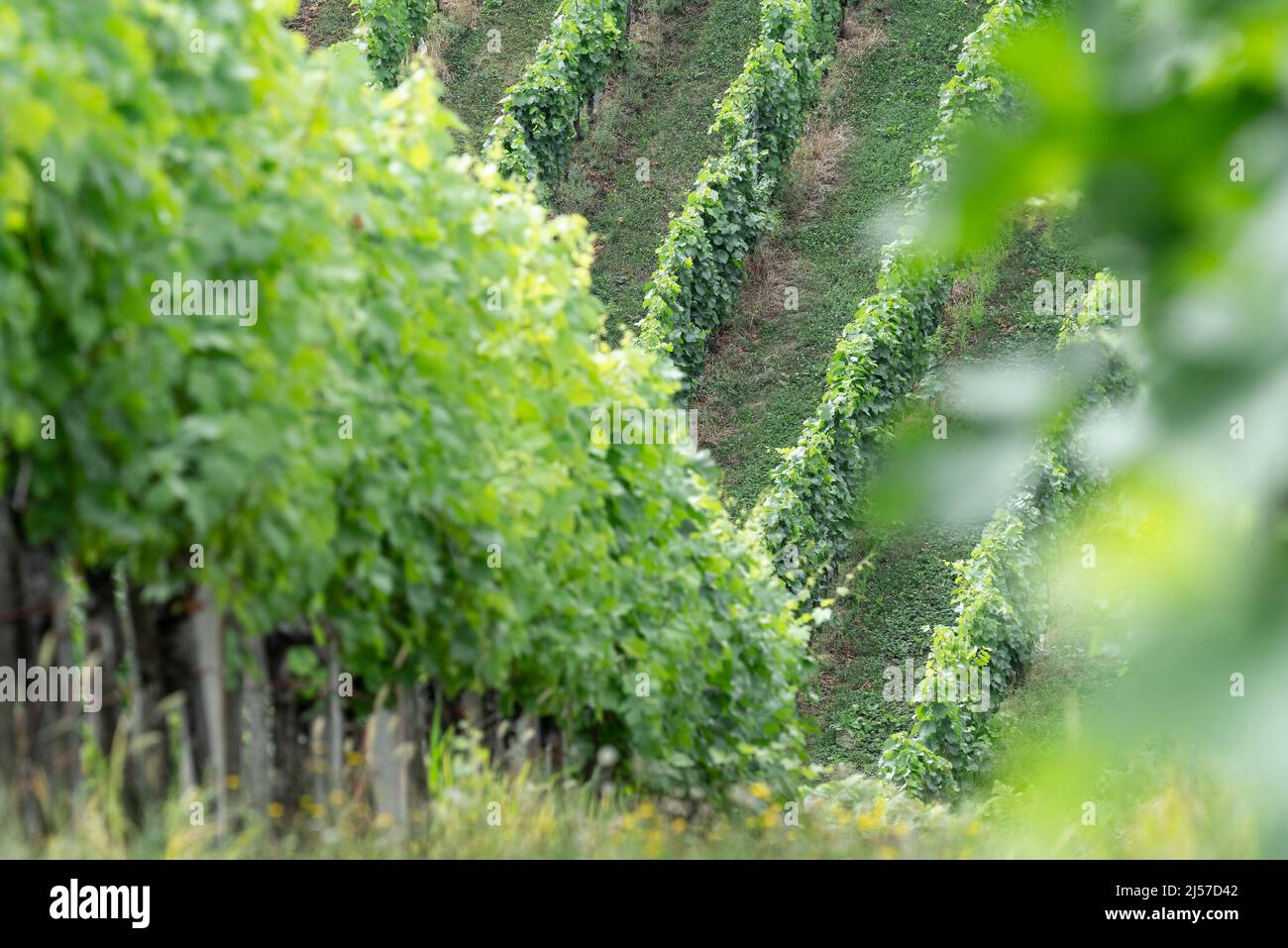 Green vine bushes in rows on a hillside in the sunshine. Vineyard ...