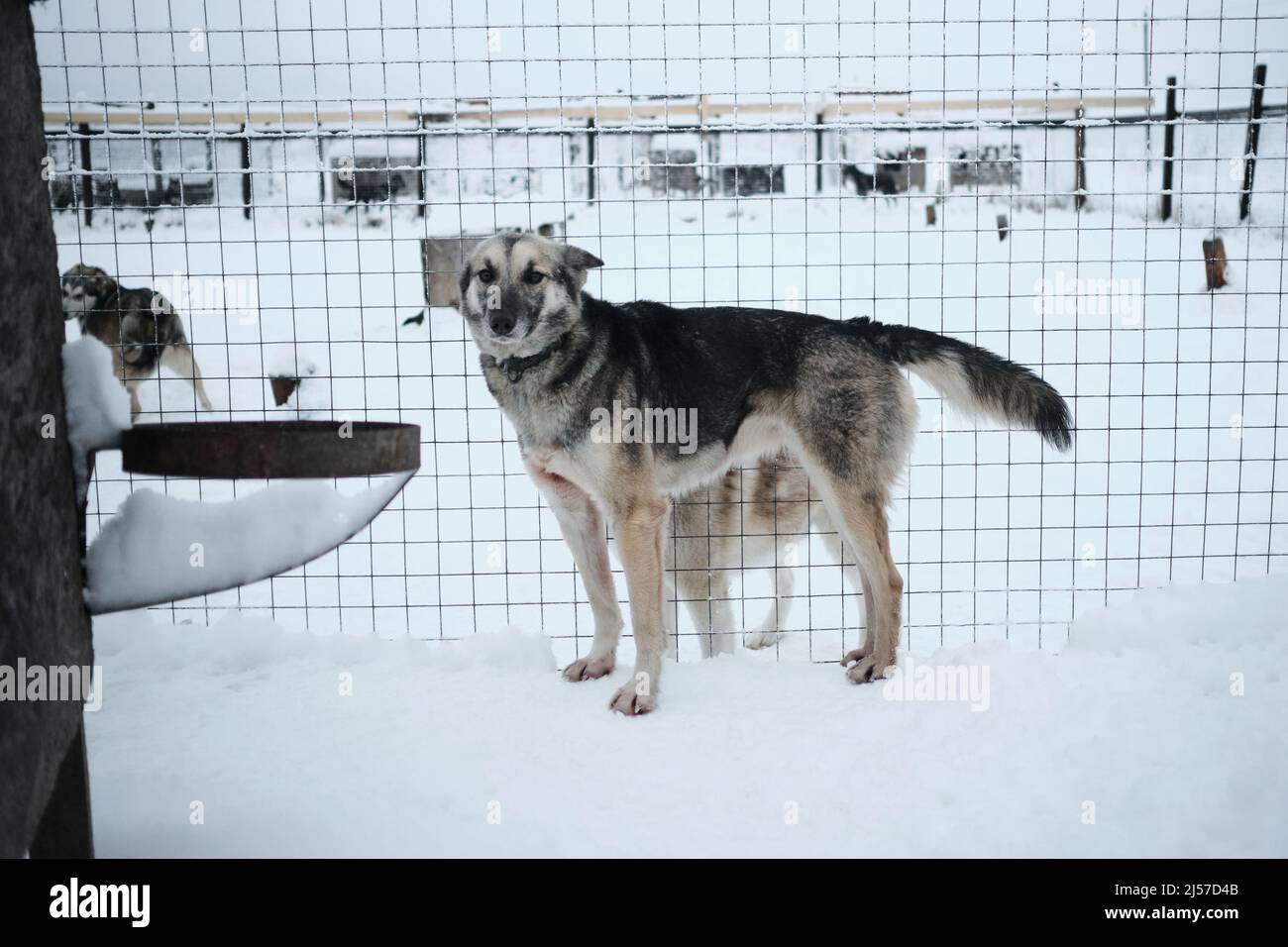 Beautiful young gray dog is standing in the aviary of an animal shelter ...