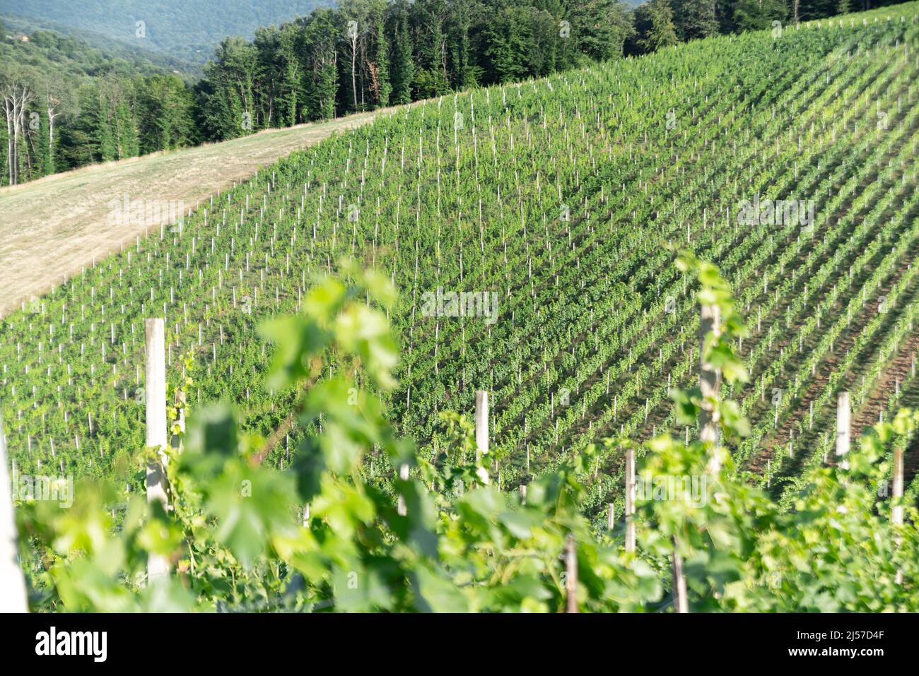 Green vine bushes in rows on a hillside in the sunshine. Vineyard ...
