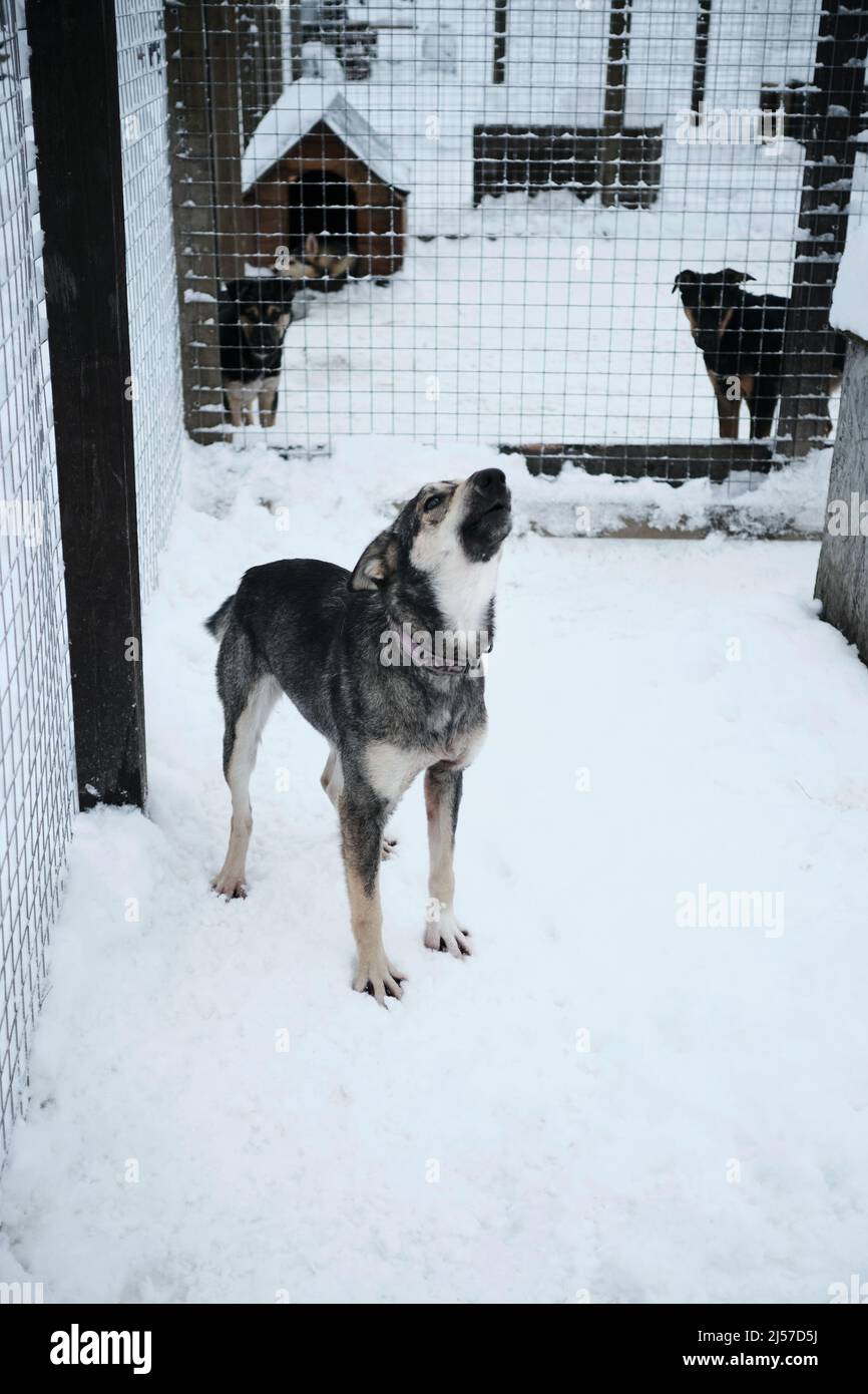 Beautiful young gray dog is standing in the aviary of an animal shelter ...