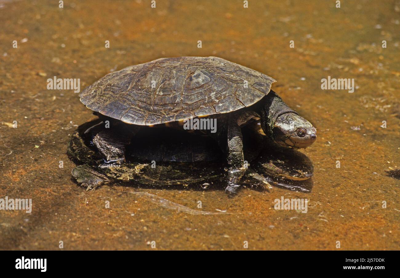 African reptiles hi-res stock photography and images - Alamy