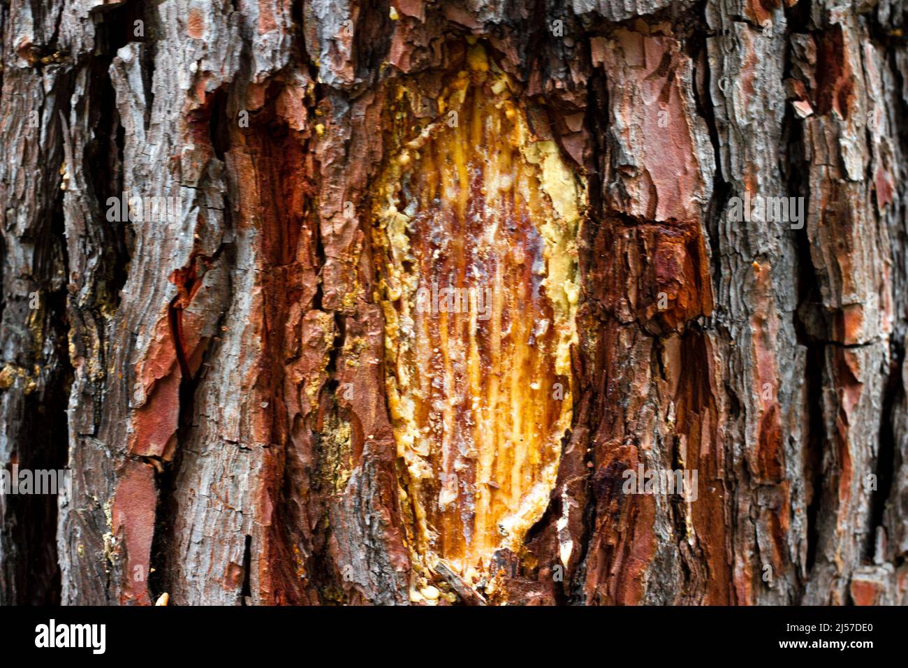 Old gum tree hi-res stock photography and images - Alamy