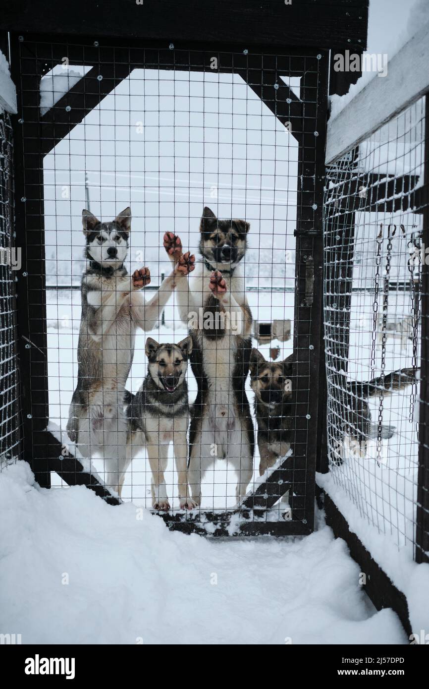 Several young stray dogs are waiting for their man behind the fence of ...