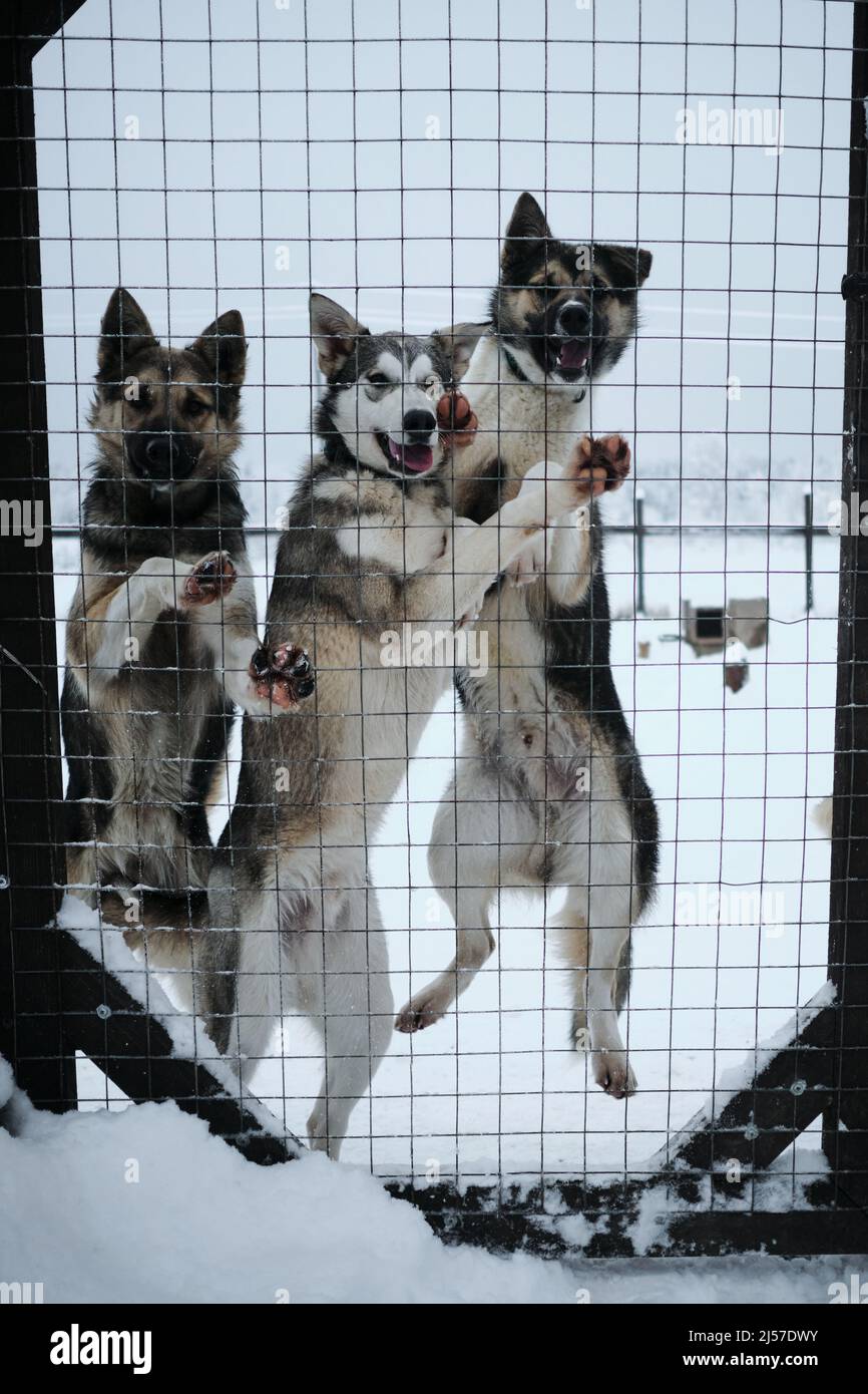 Several young stray dogs are waiting for their man behind the fence of ...