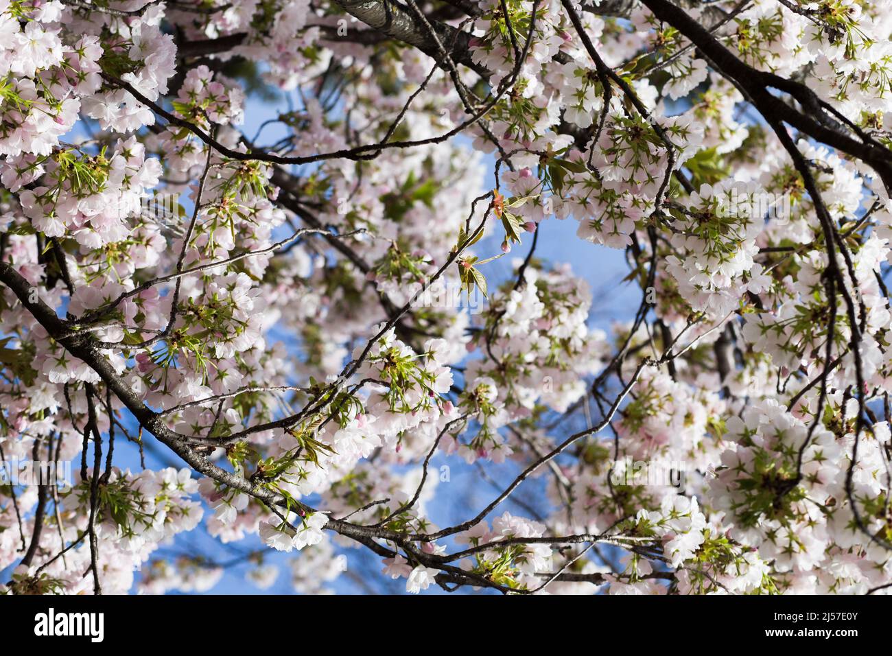 A japanese cherry blossom tree flower in Innsbruck, Austria Stock Photo ...