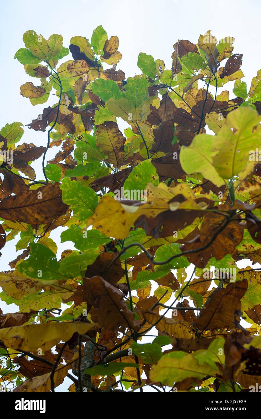 Magnolia leaves in autumn hi-res stock photography and images - Alamy
