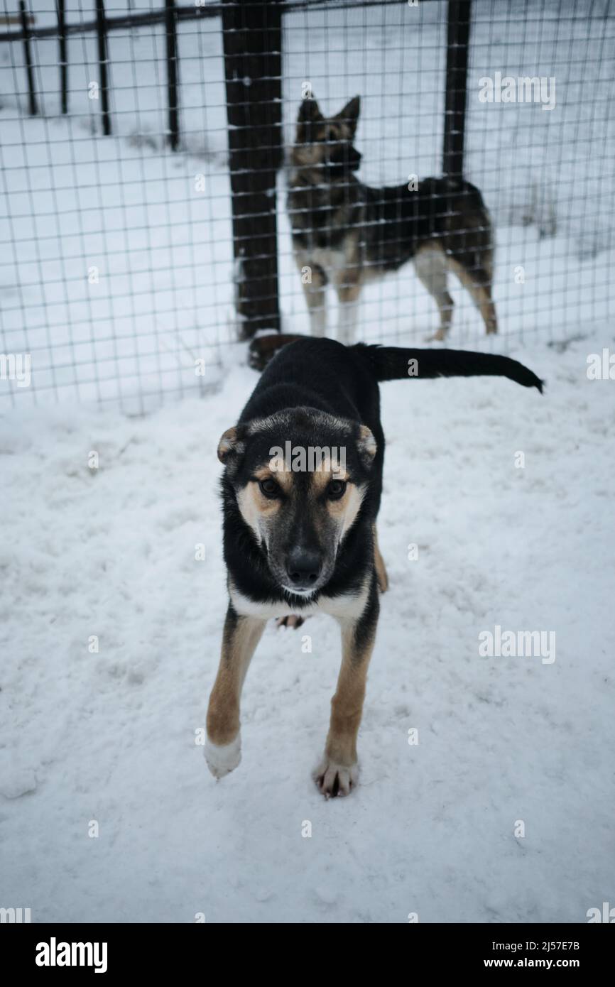 A black and tan little puppy in an aviary in winter in the snow. A ...
