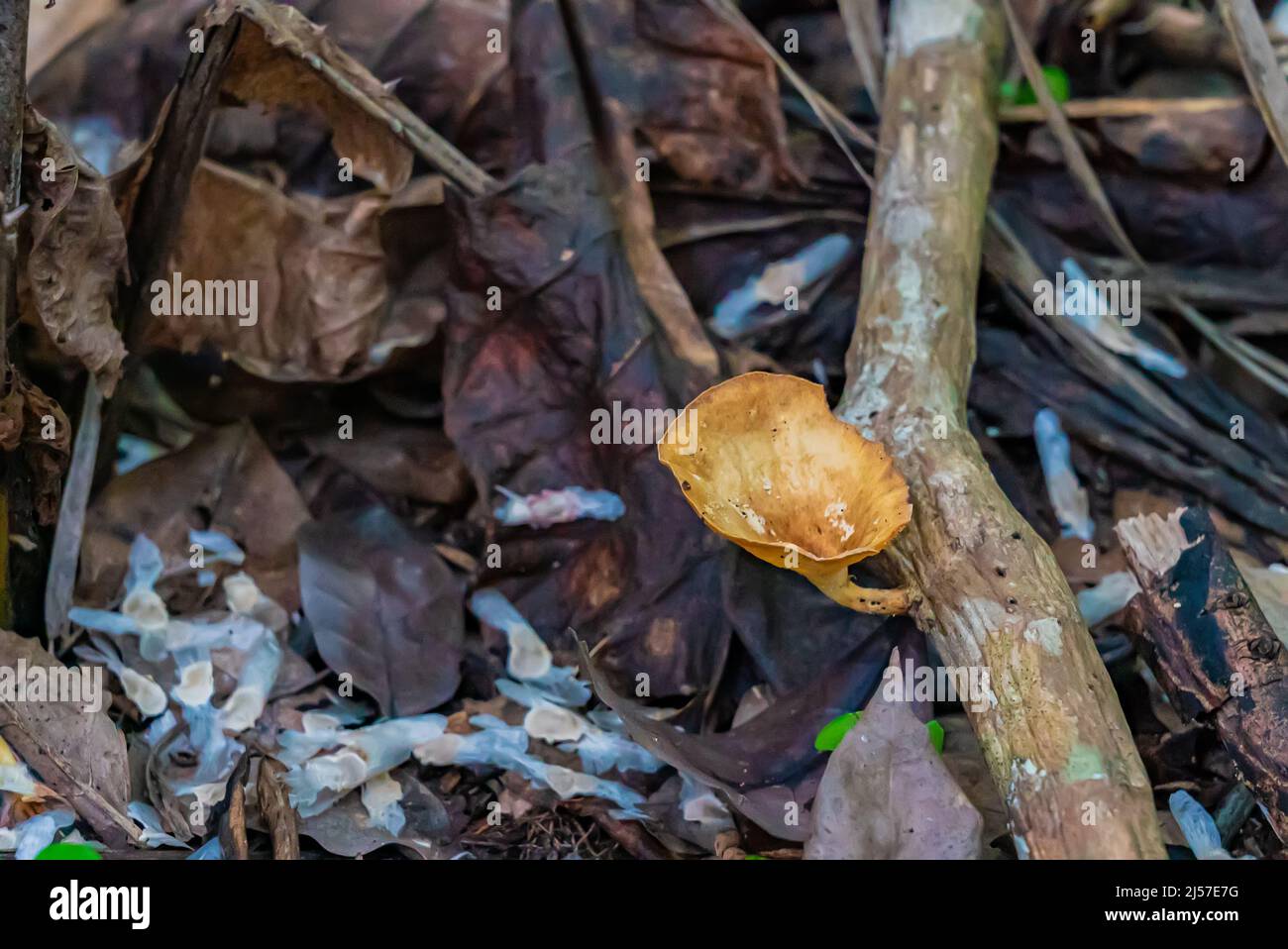 Fungi on a root of tree in Zanzibar Jozani rain forest. Jozani-Chwaka ...