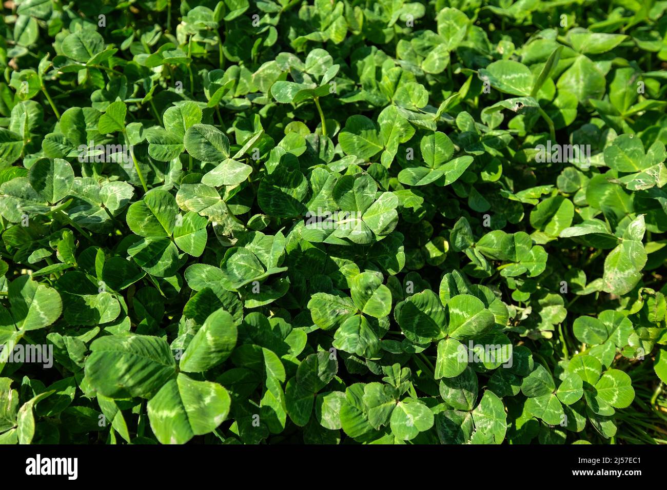 large clump of clover leaves Stock Photo - Alamy