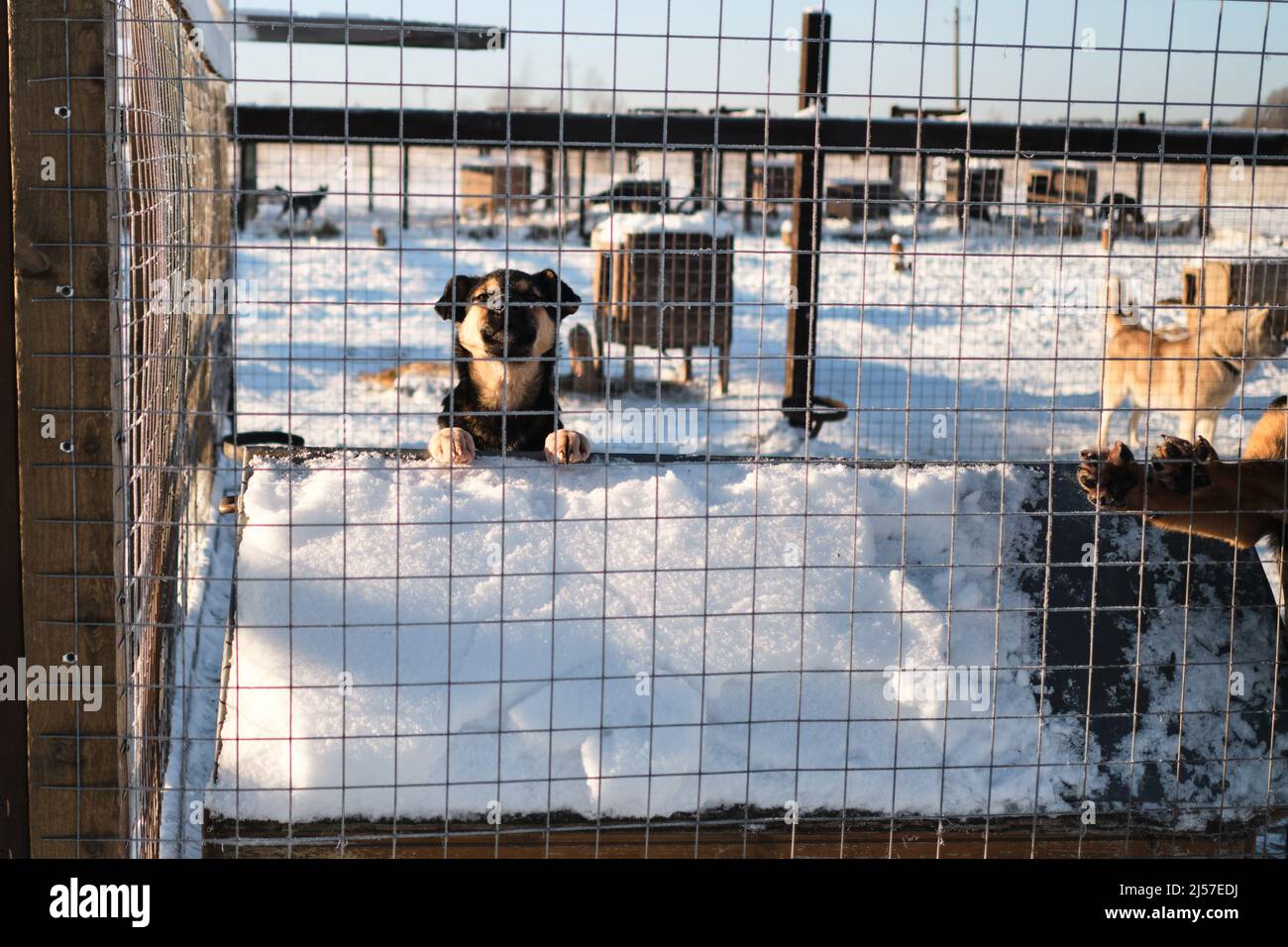 One Alaskan husky puppy in winter behind a fence in an aviary in the ...