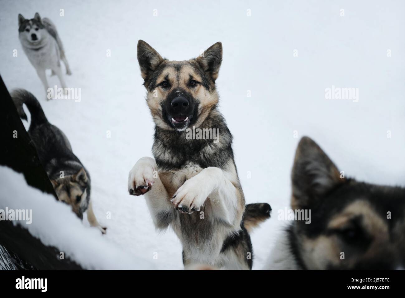 Three gray mutt dogs from homeless shelter want to find new home and ...