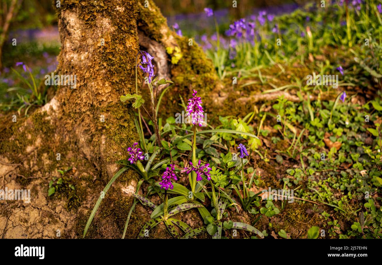 Early Purple Orchids (Orchis mascula) grow among British bluebells ...