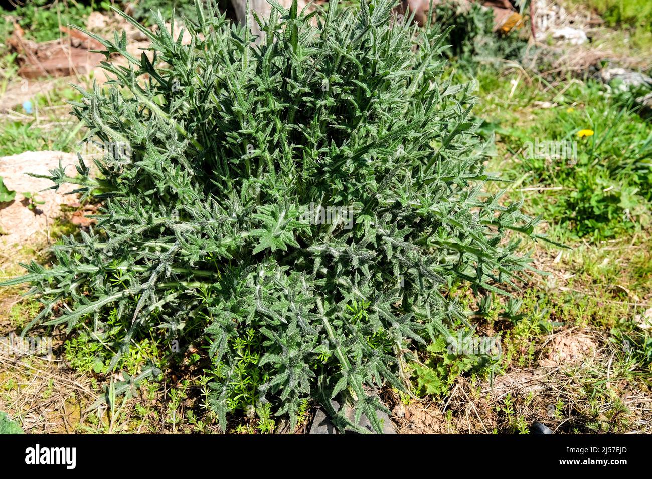large clump of growing in spring Stock Photo - Alamy