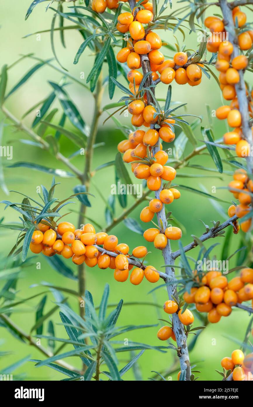 Hippophae Rhamnoides, 'Hikul'. Sea Buckthorn 'Hikul'. Orange berries in ...