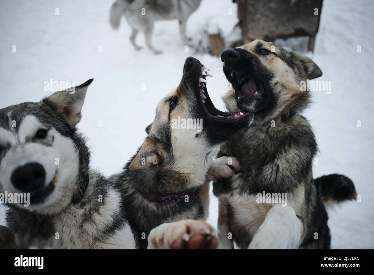 Three gray mutt dogs from homeless shelter want to find new home and ...