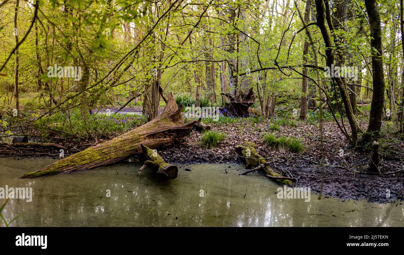 A fallen and rotting oak tree lies in a stagnany pond in woodland in ...