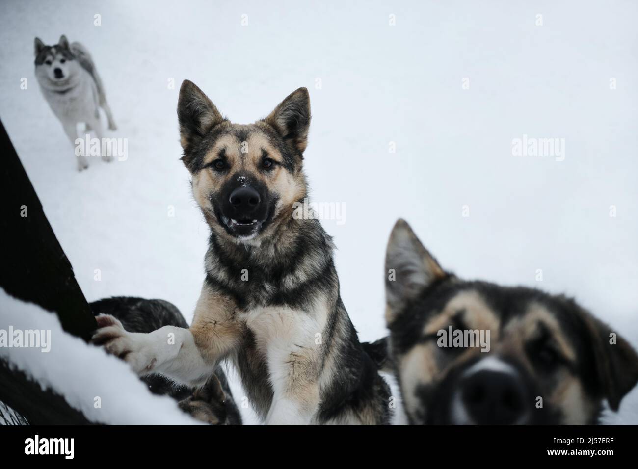 Kennel of northern sled Alaskan and Siberian huskies in snowy winter ...
