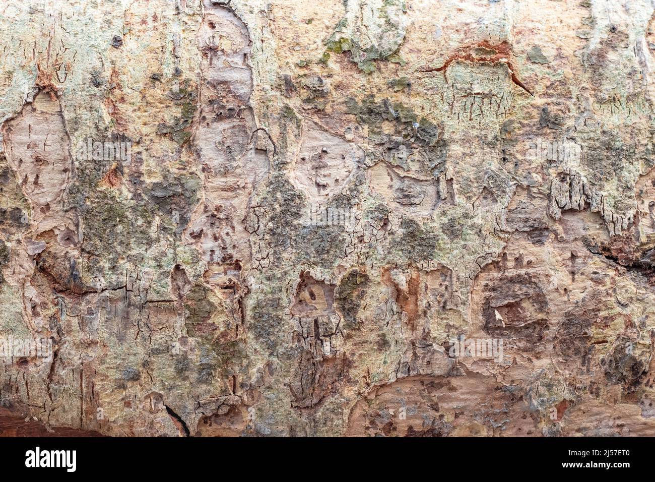 Rough textured tree bark close up for background Stock Photo - Alamy