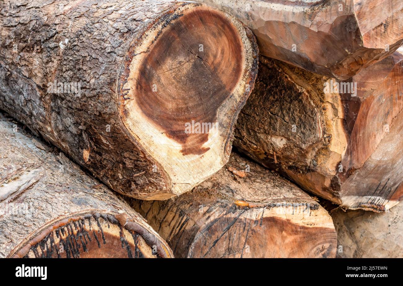 Wooden stumps hi-res stock photography and images - Alamy