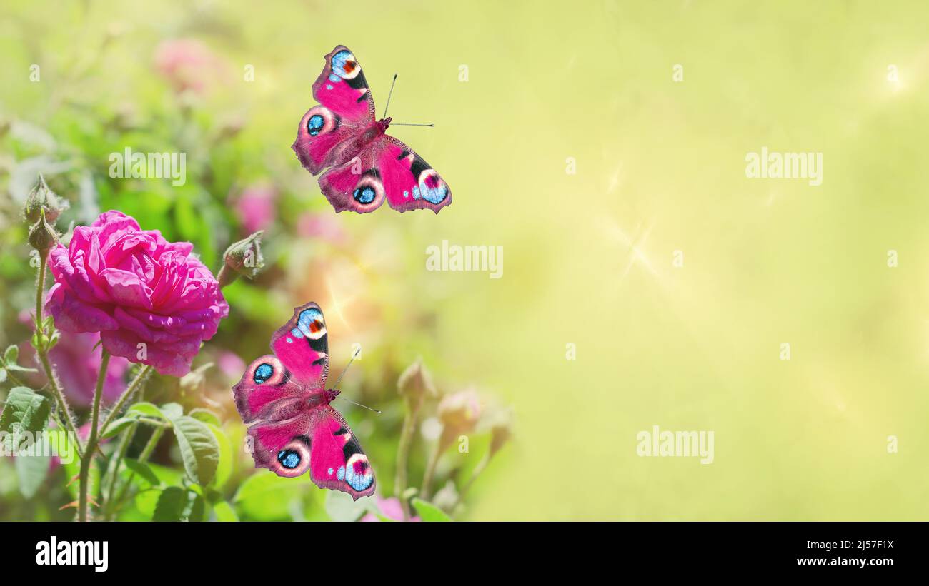 Rose overlay hi-res stock photography and images - Alamy