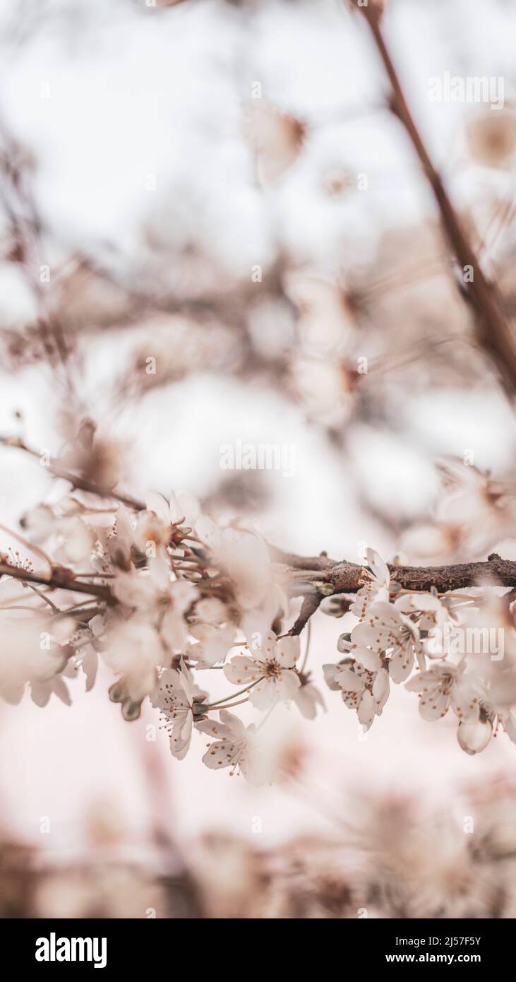 Kirschblutenbaum hi-res stock photography and images - Alamy
