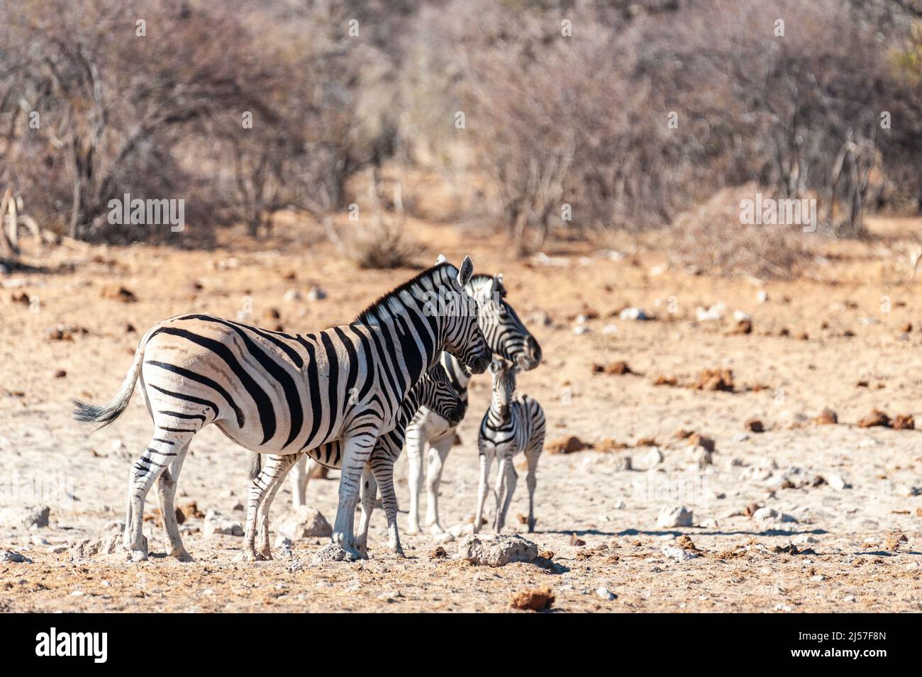 Two Burchell's Plains zebra -Equus quagga burchelli- walking on the ...