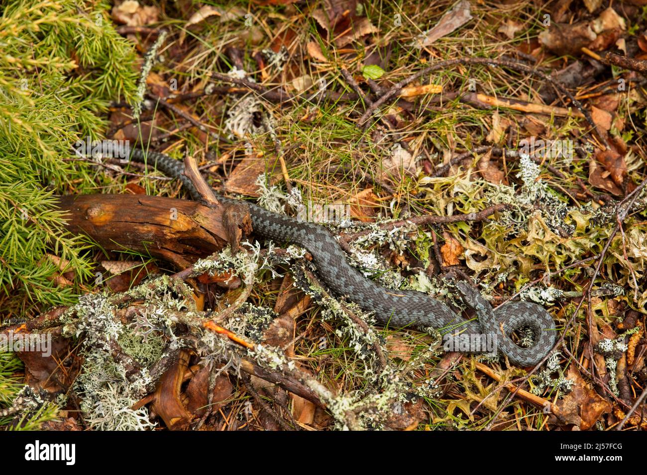 Common european viper on the ground Stock Photo - Alamy