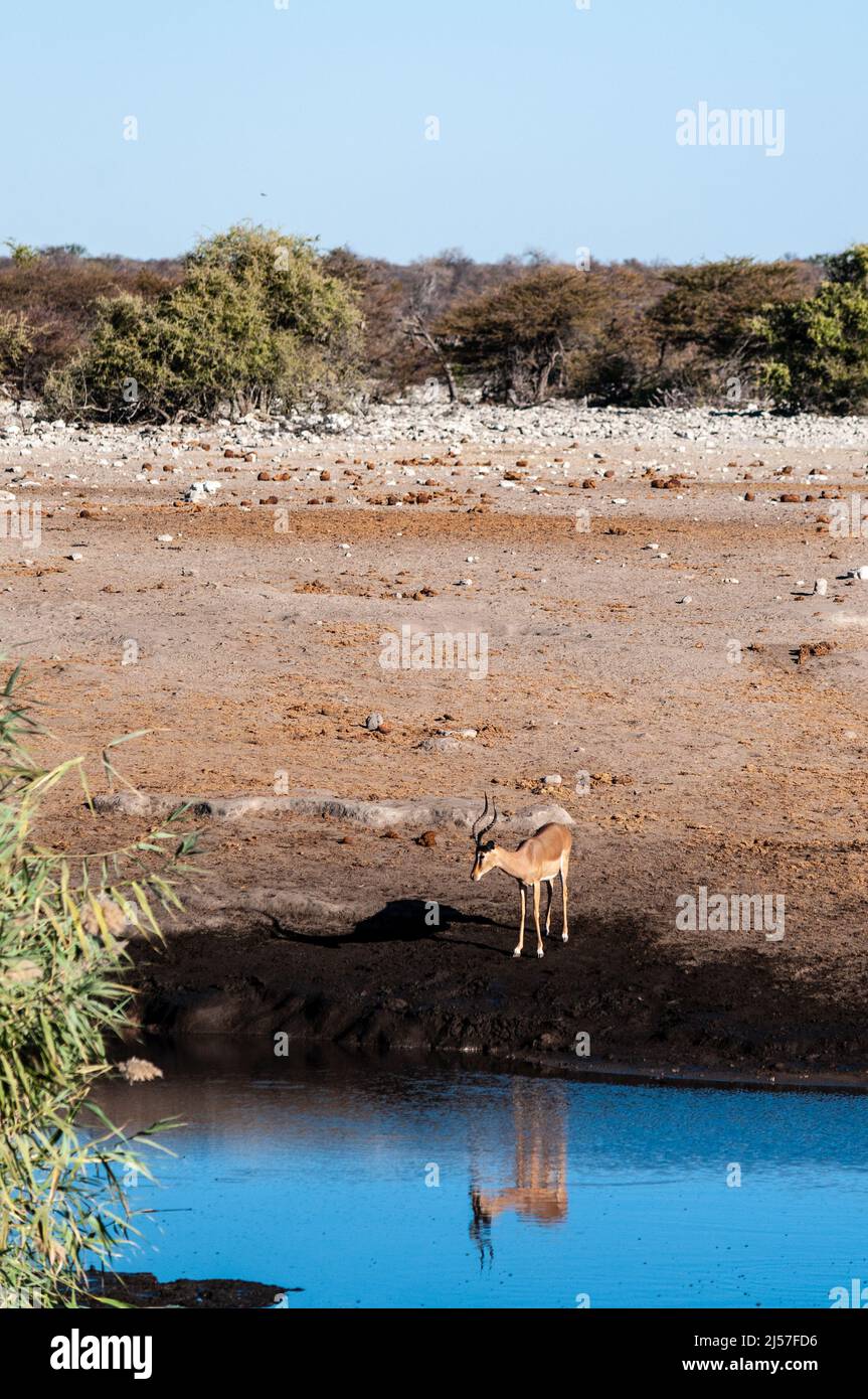 A group of Impalas -Aepyceros melampus- drinking from a waterhole in ...
