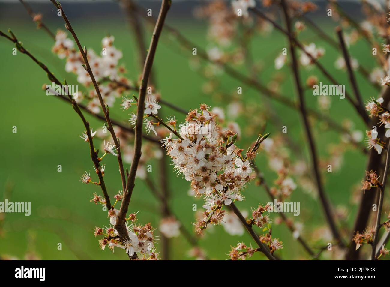 Spring in the meadows. The fruit trees growing on them have branches ...
