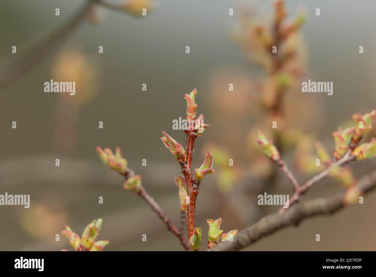 Spring in the meadows. The fruit trees growing on them have branches ...