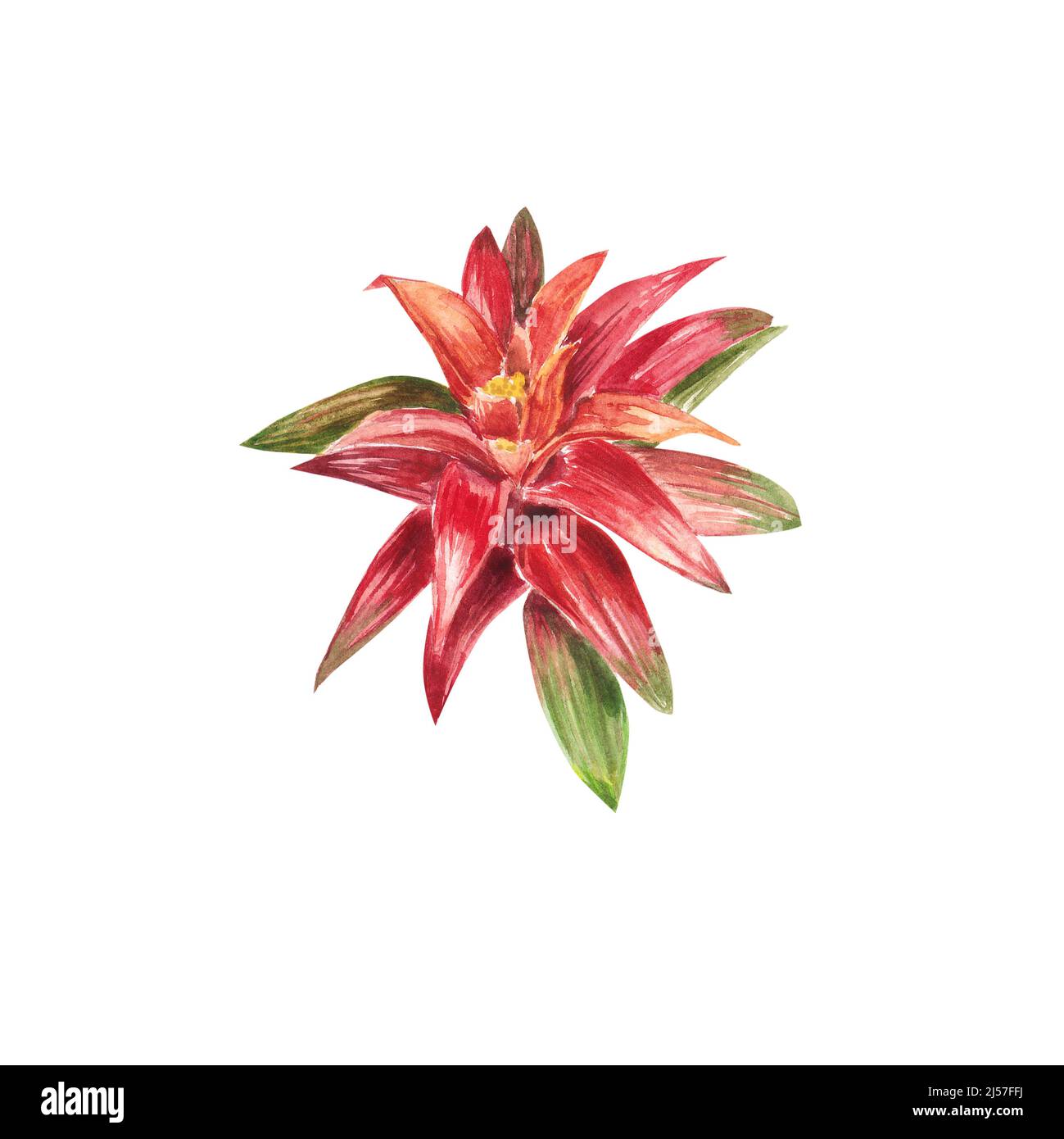 Tropical bromeliad plant with red and green leaves, hand-painted in ...