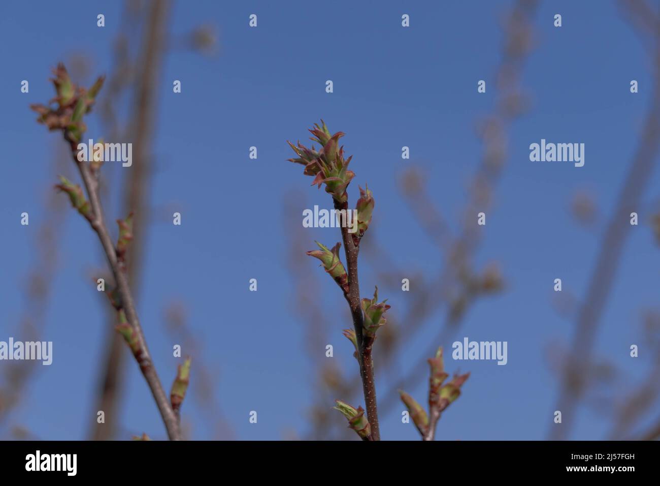 Spring in the meadows. The fruit trees growing on them have branches ...