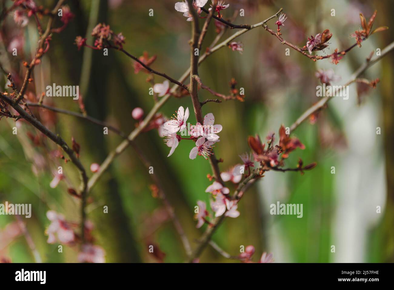 Spring in the meadows. The fruit trees growing on them have branches ...