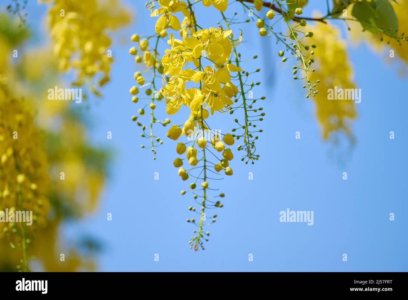 The golden shower flowers with blue sky Stock Photo - Alamy
