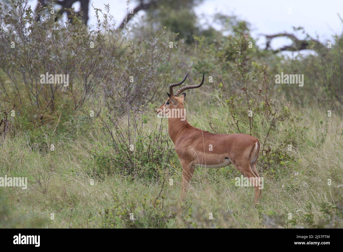 impala watching predator Stock Photo - Alamy