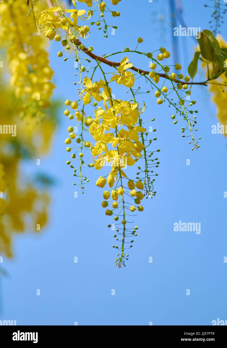 The golden shower flowers with blue sky Stock Photo - Alamy