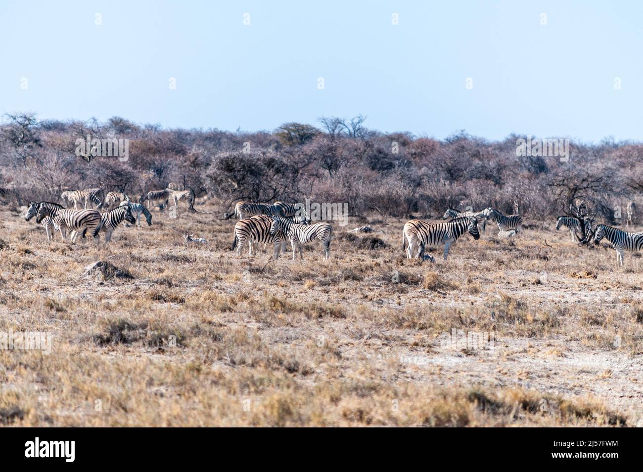 Quagga type hi-res stock photography and images - Alamy