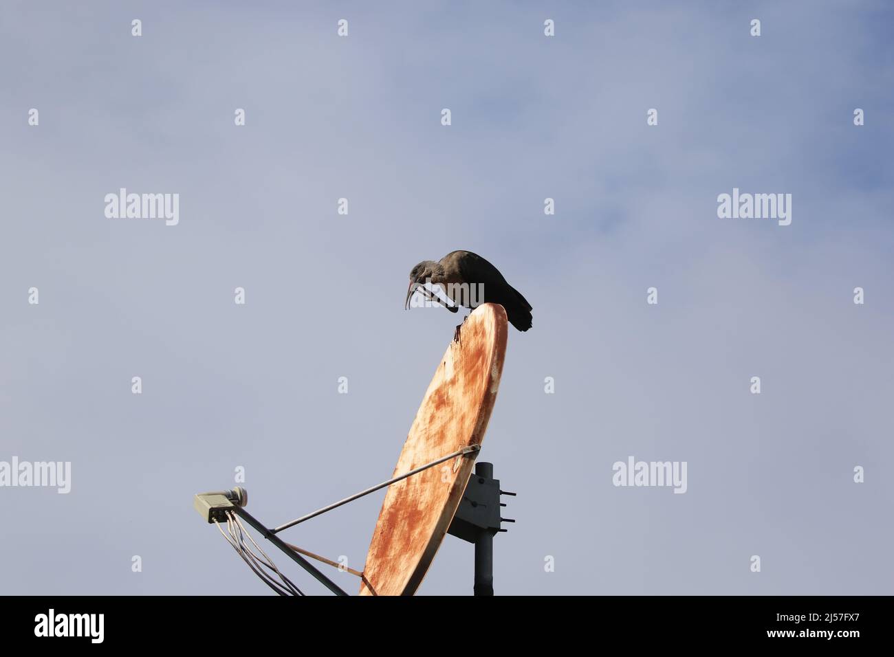 bird on satellite dish Stock Photo - Alamy