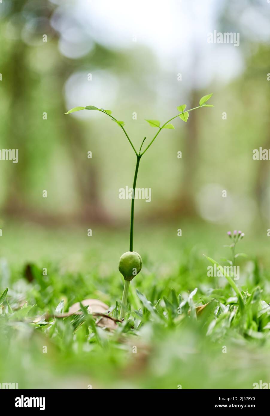 Beginning seedling hi-res stock photography and images - Alamy