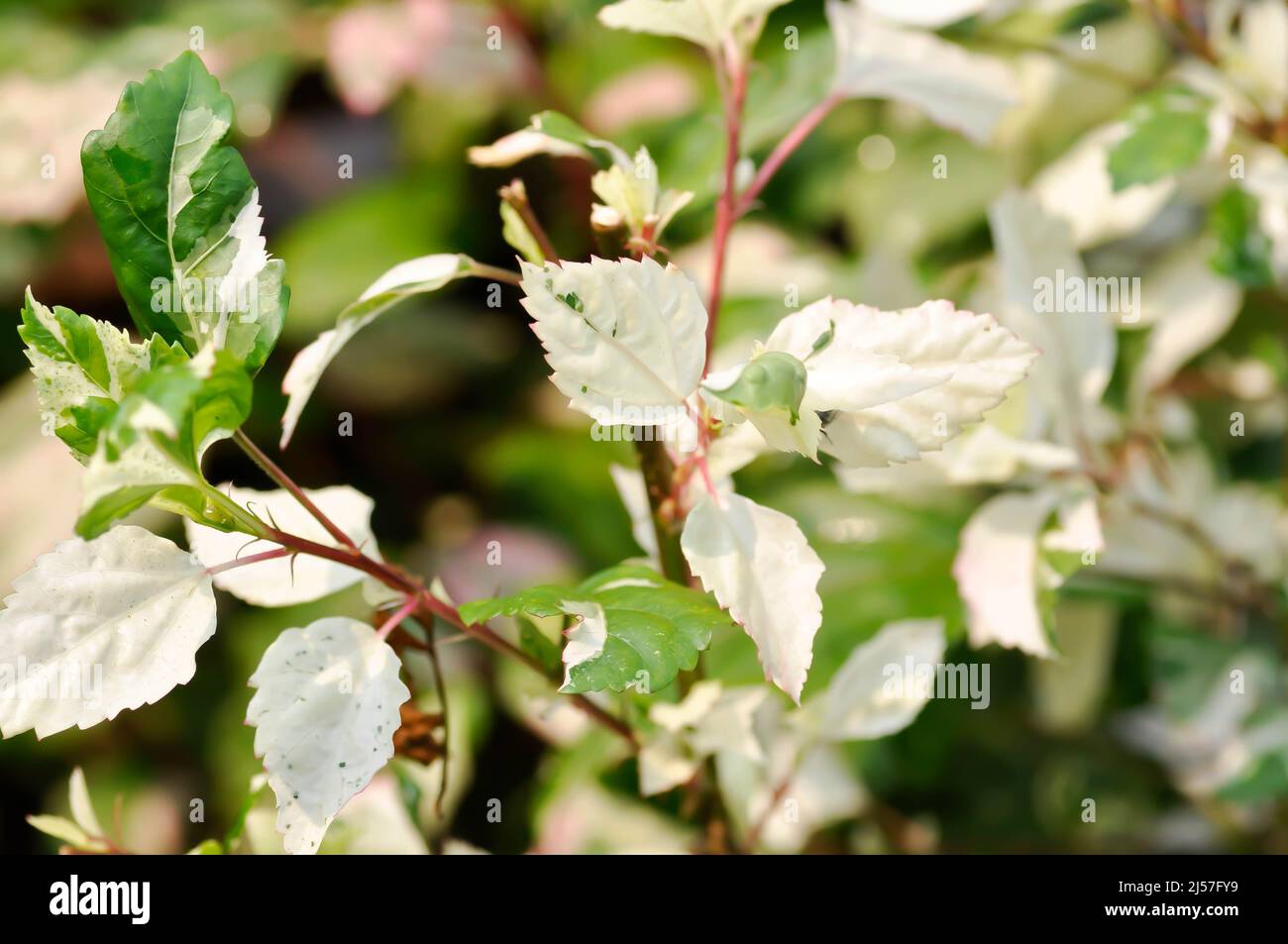 Hibiscus rosa sinensis , Malvaceae or Snowflake Hibiscus or Hibiscus ...