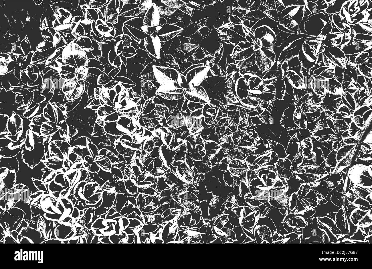 Distressed overlay wooden leaf macro texture with streaks. grunge black ...