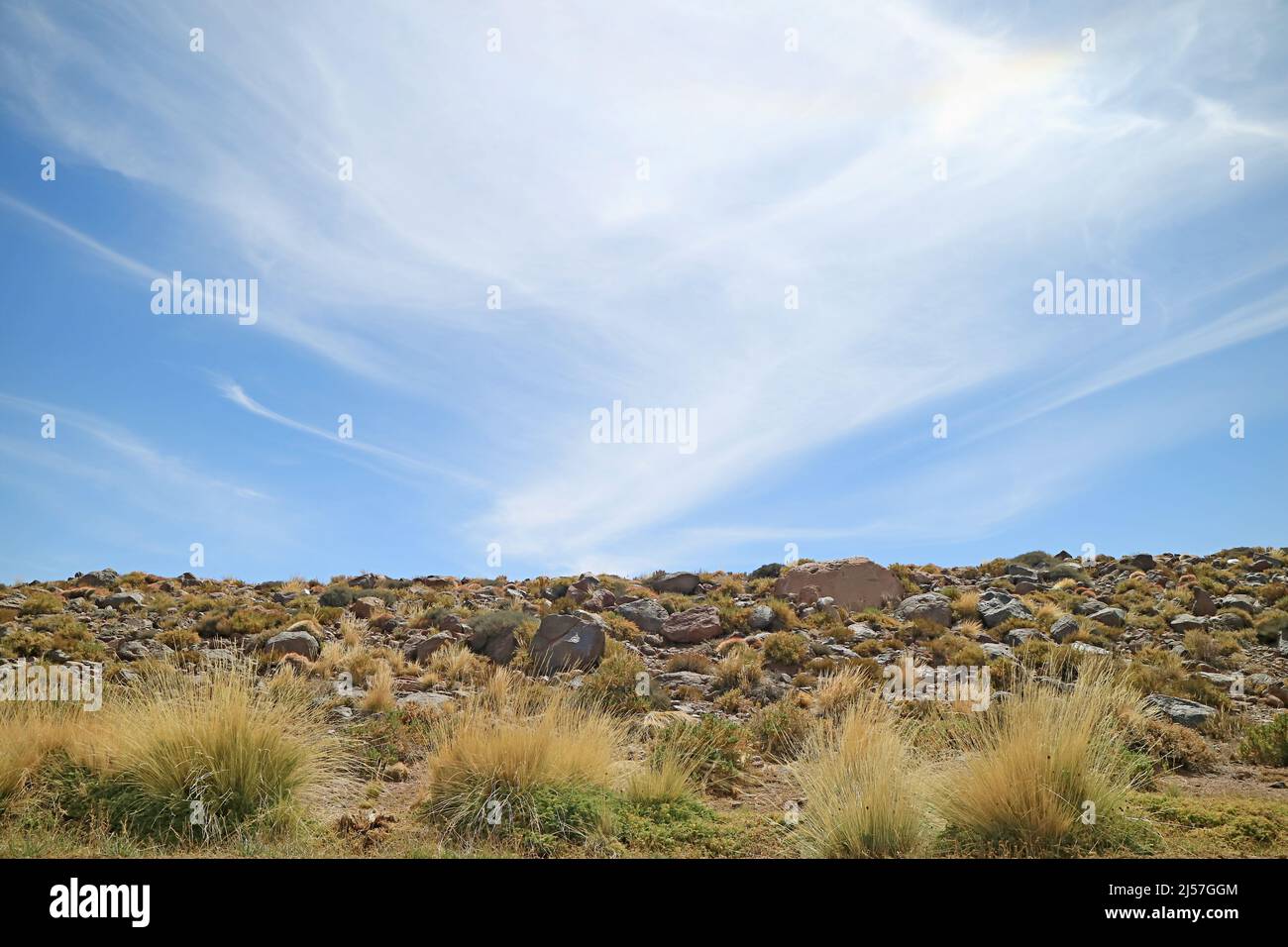 Paja Ichu or Peruvian Feather Grass, Amazing Desert Plants in Atacama ...