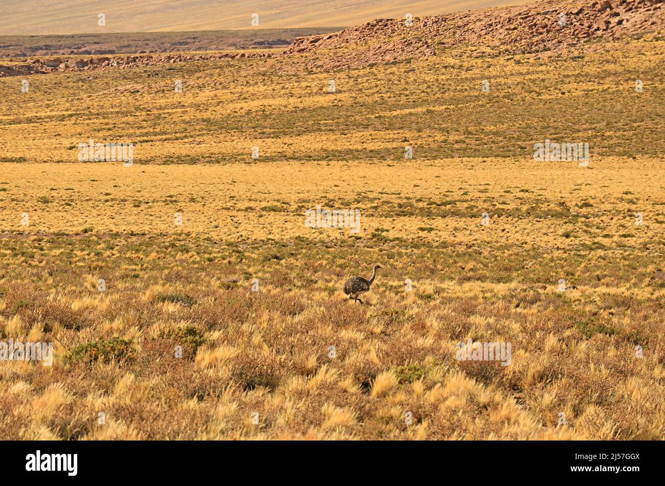 Puna Rhea or Rhea Tarapacensis, a Close Relative of Lesser Rhea Bird in ...
