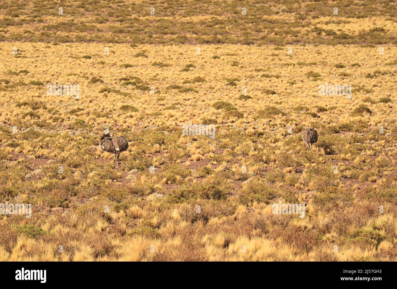 Beautiful darwins rhea hi-res stock photography and images - Alamy