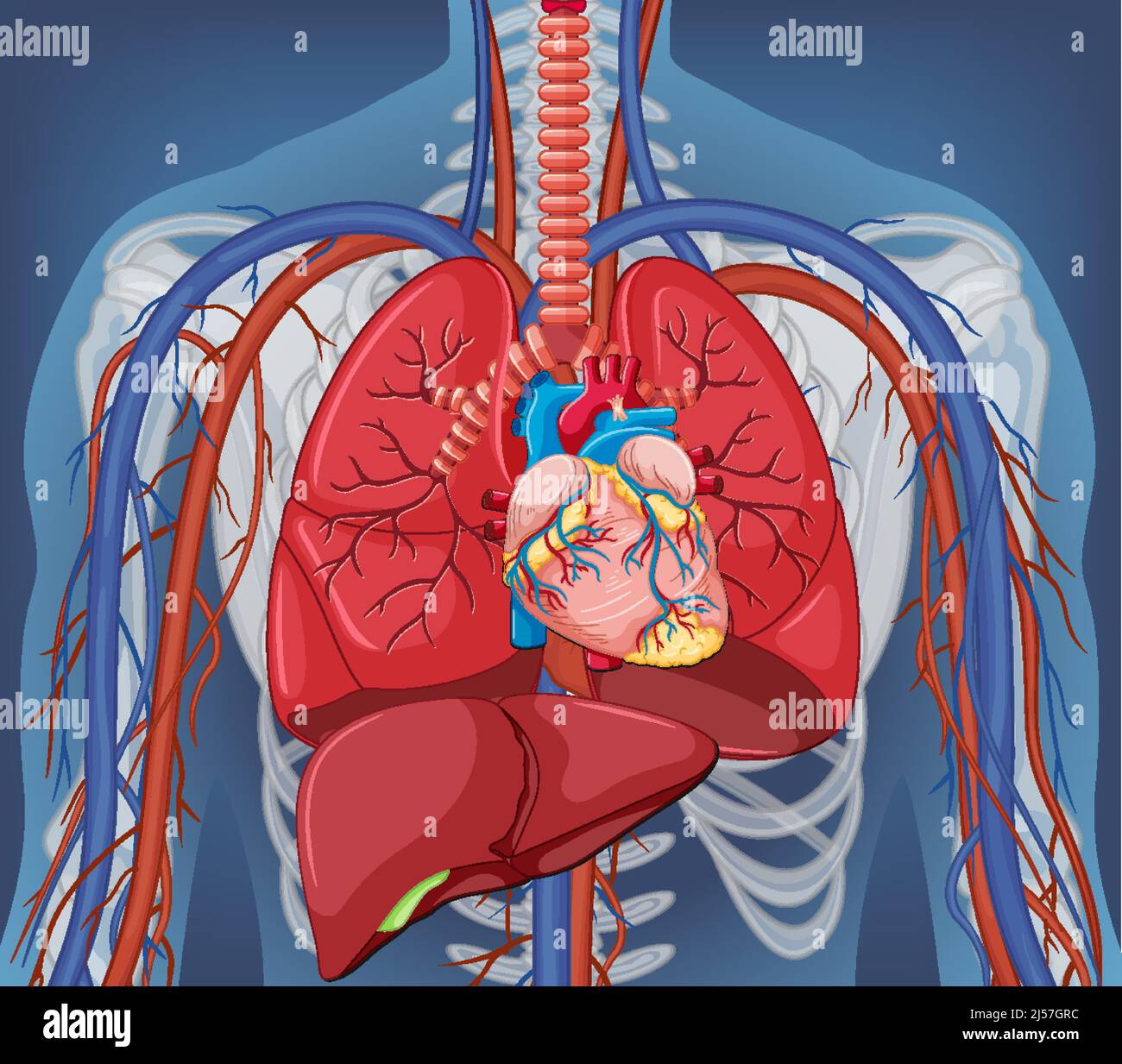 X-ray of human body with internal organs illustration Stock Vector ...