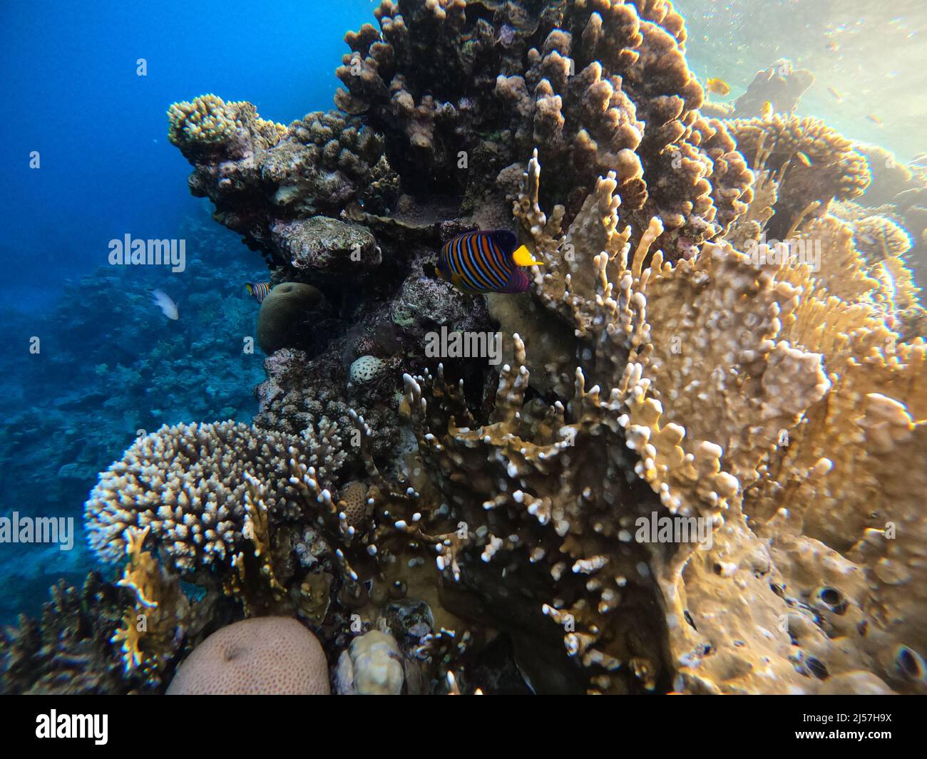Underwater scene with coral reef in the Red Sea Stock Photo - Alamy
