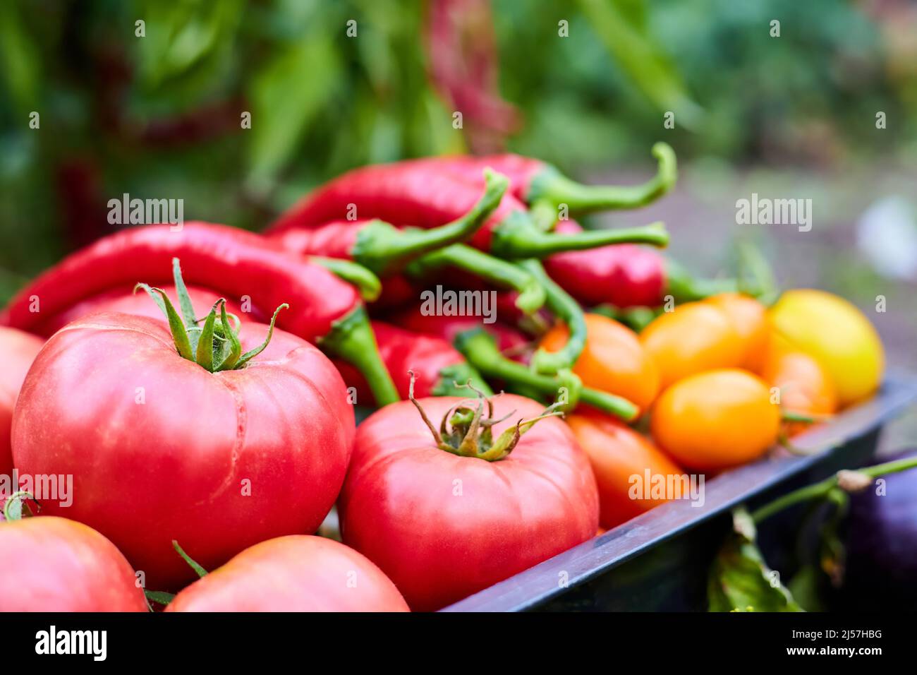 Freshly picked tomatoes and red hot chilli peppers in the garden in a ...