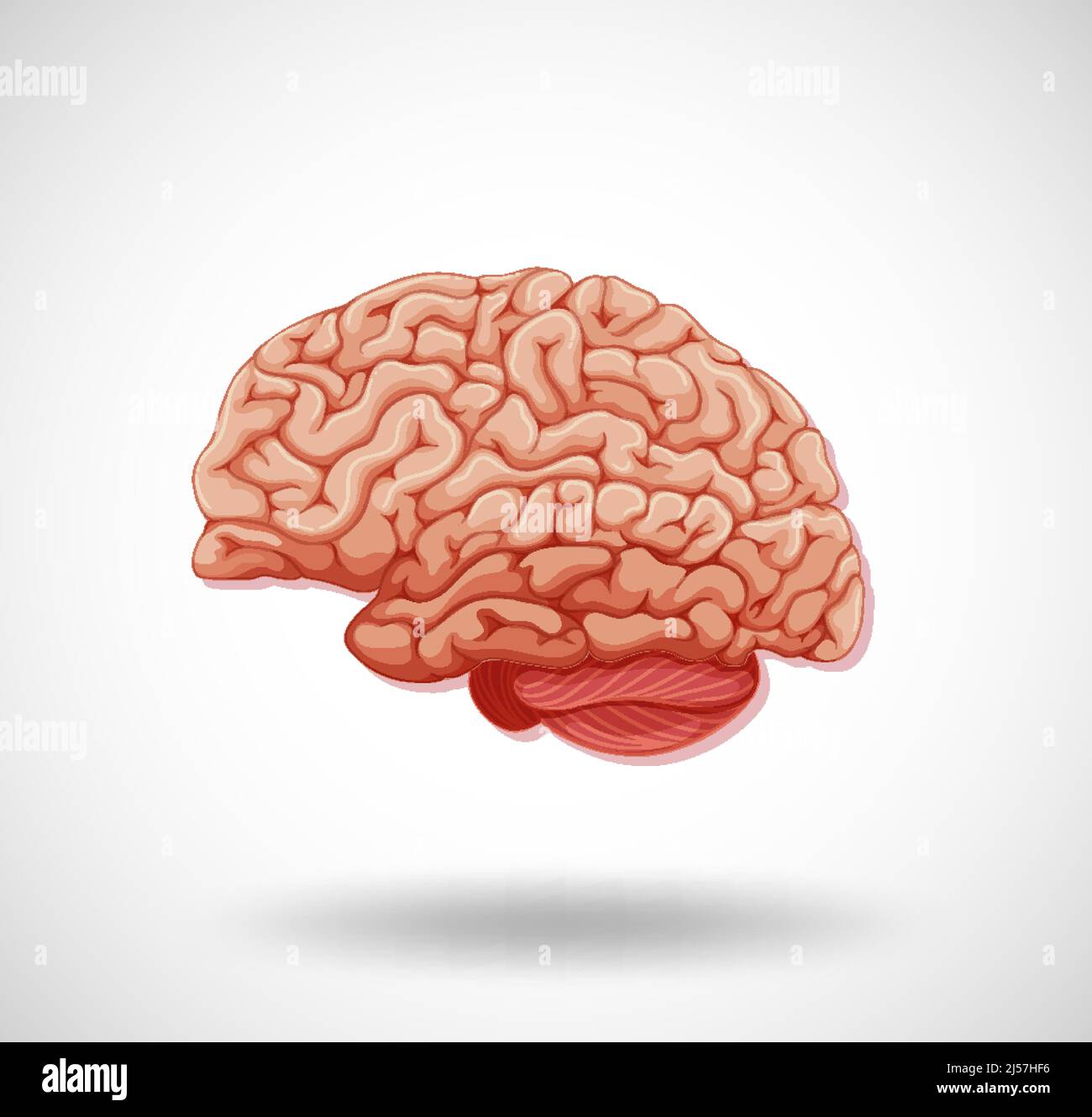 Human internal organ with brain illustration Stock Vector Image & Art ...